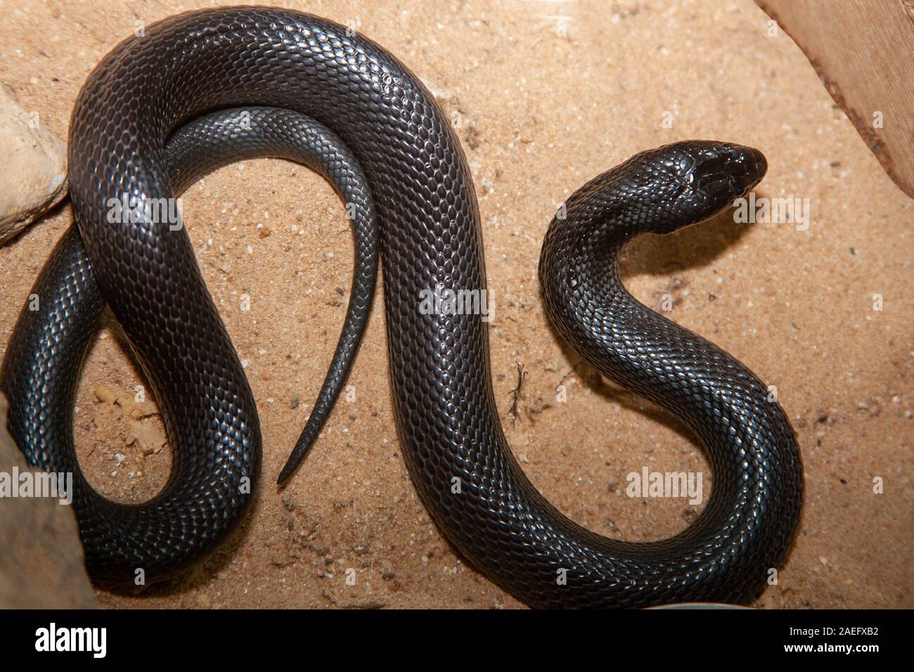 Walterinnesia aegyptia known commonly as desert black snakes or black ...
