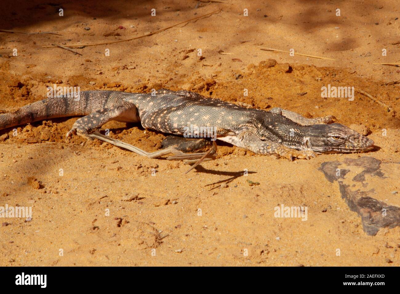 Desert lizards hi-res stock photography and images - Alamy