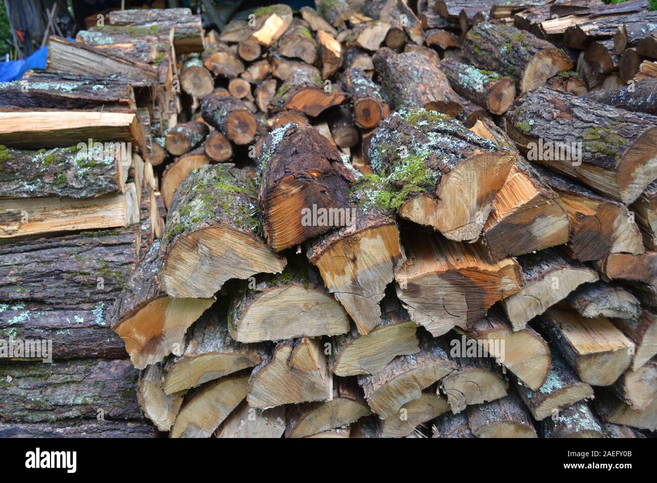 Stacked firewood drying in sun Stock Photo - Alamy