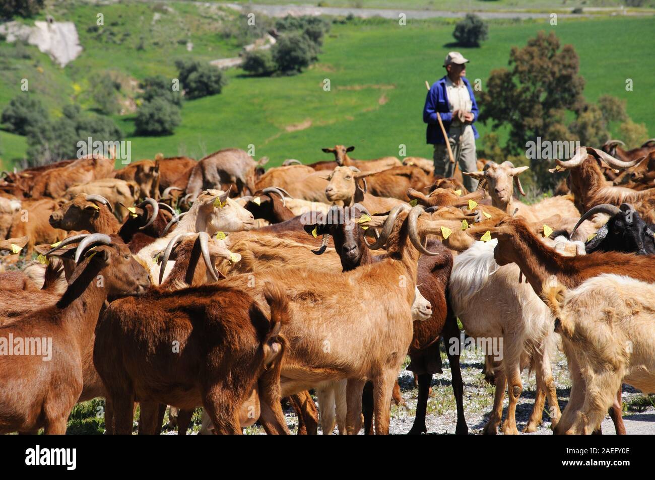 Spanish shepherd hi-res stock photography and images - Alamy