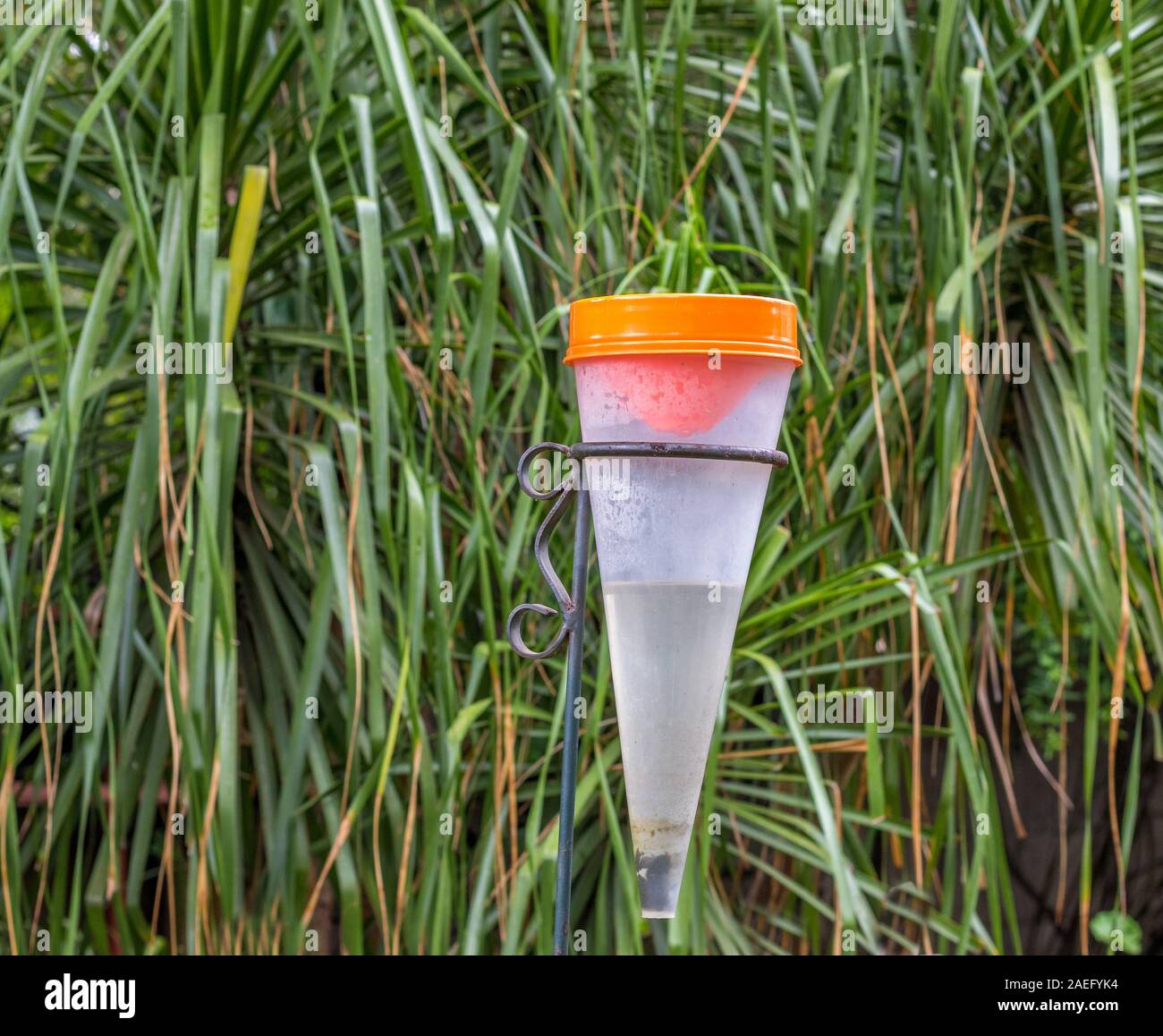 A half full or empty rain gauge isolated outside against a green garden ...