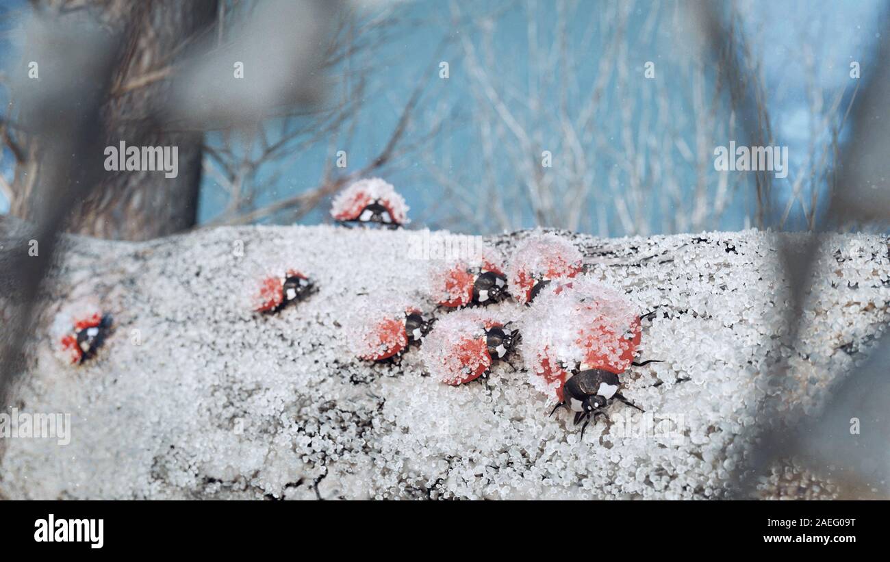 Close up of ladybugs on a frozen tree branch. Rendering made in Blender ...