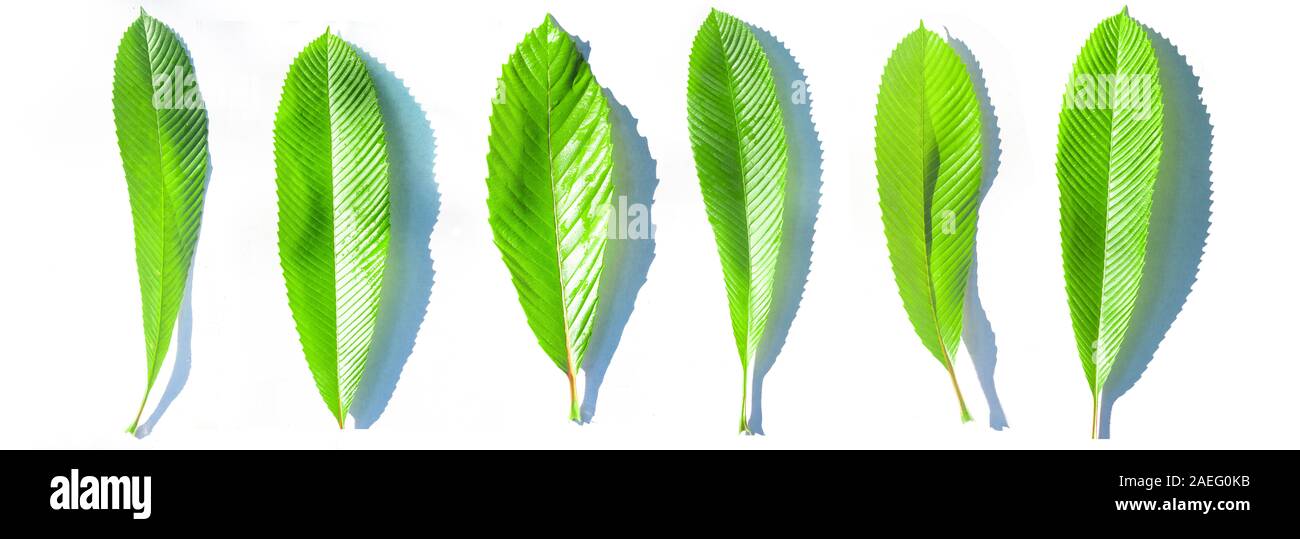 Chalta tree hi-res stock photography and images - Alamy