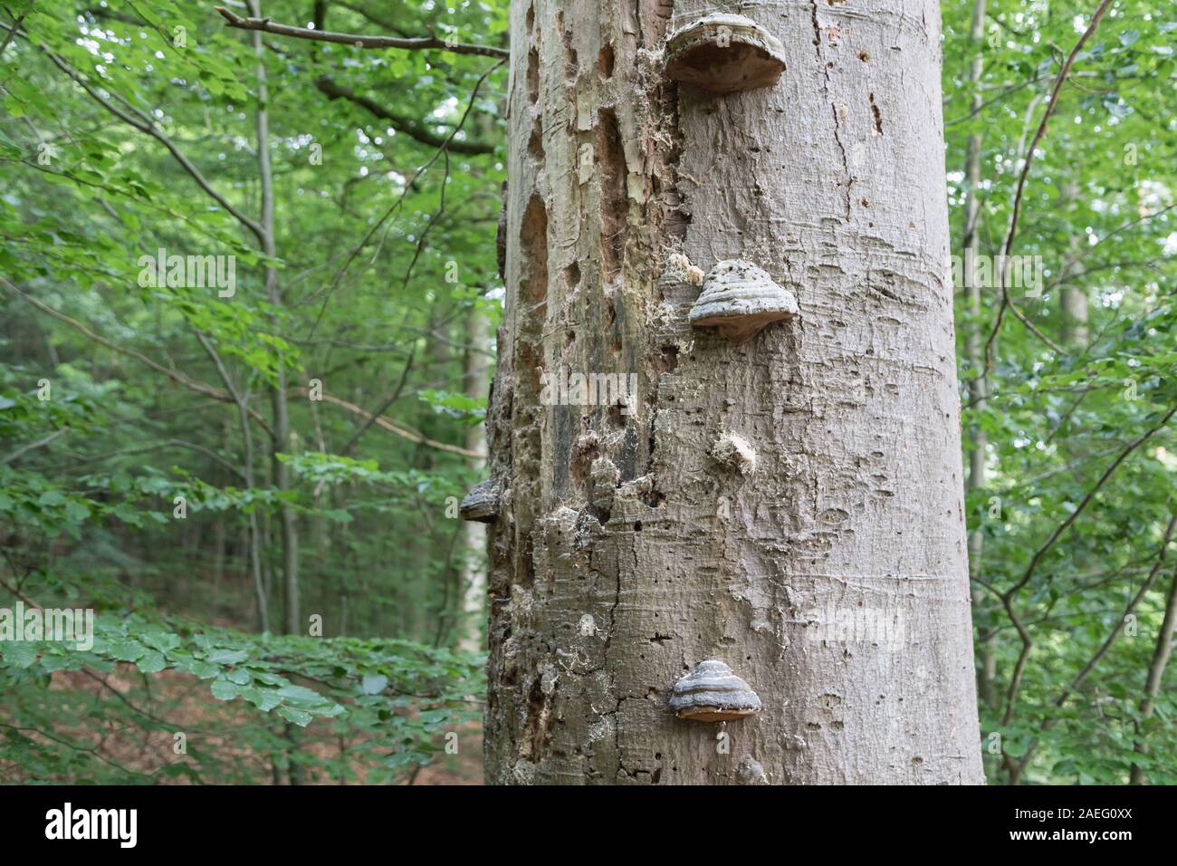 Deadwood trunk hi-res stock photography and images - Alamy