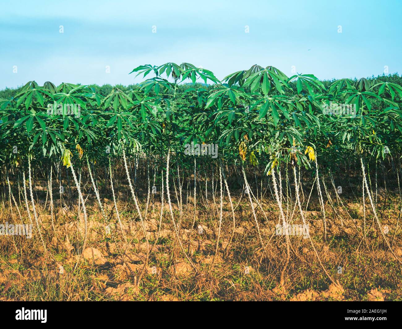 Cassava field with blue sky, Cassava plantation Northeast of Thailand ...