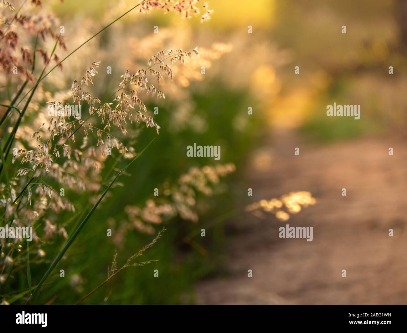 Melinis repens, Natal Red-top flower , blurry and soft focus under ...