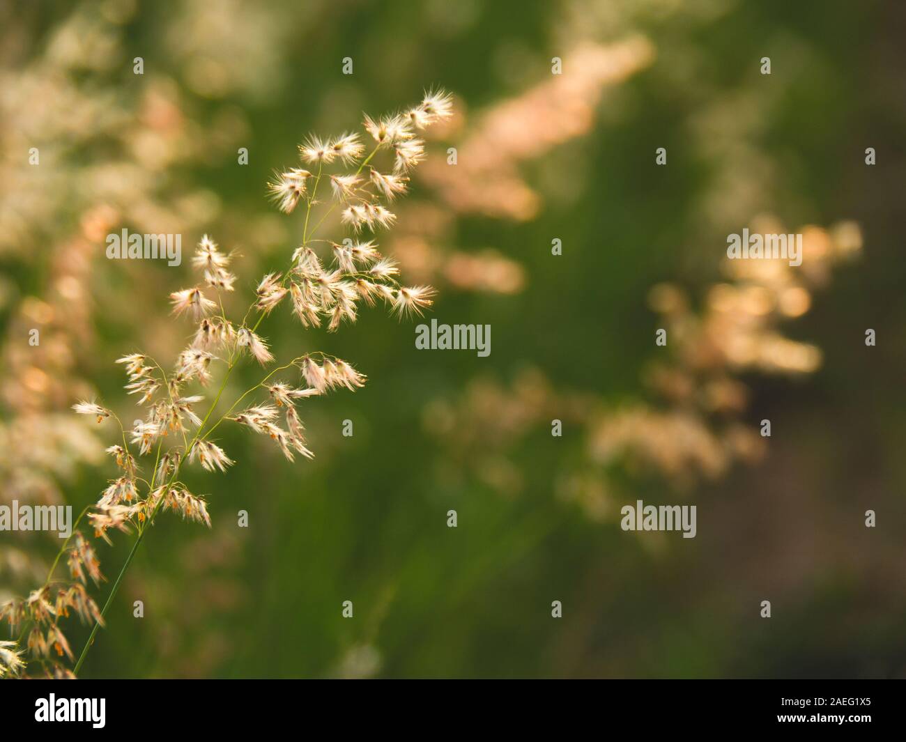 Melinis repens, Natal Red-top flower , blurry and soft focus under ...