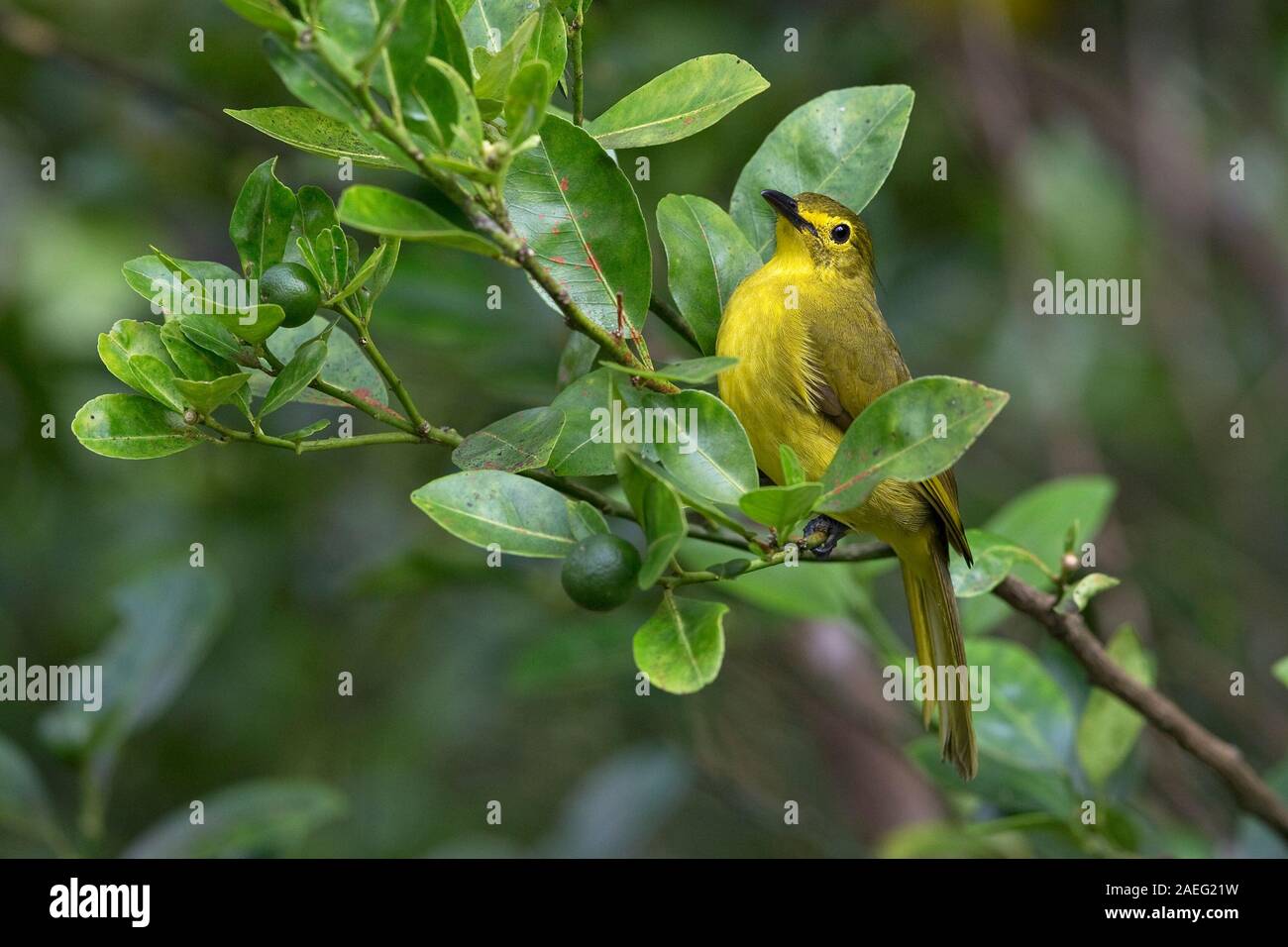 Yellow-browed Bulbul (Acritillas indica Stock Photo - Alamy