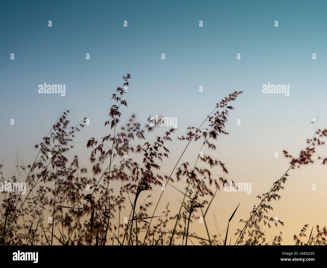 Melinis repens, Natal Red-top flower , blurry and soft focus under ...