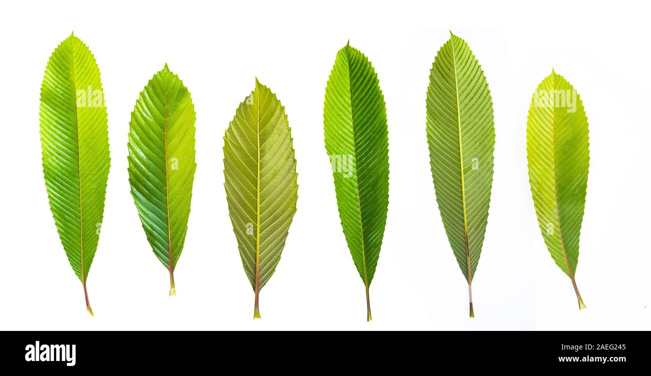 Close-up Elephant apple leaves on white isolated ,Dillenia indica or ...
