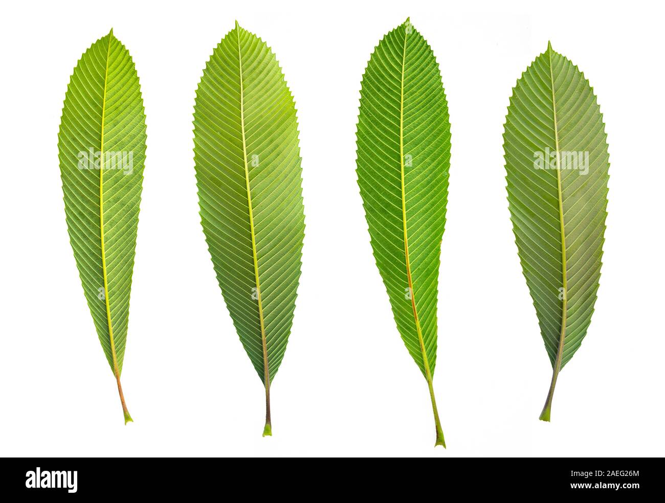 Close-up Elephant apple leaves on white isolated ,Dillenia indica or ...