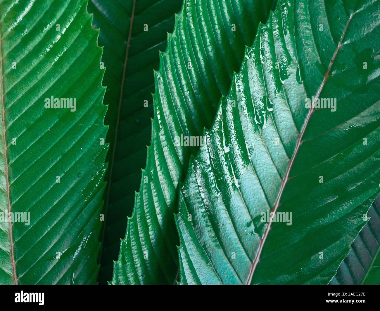 Chalta tree hi-res stock photography and images - Alamy
