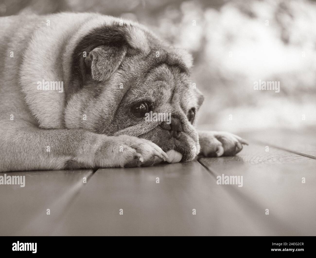An old pug dog Lying on the balcony of the house, Sad face dog,, Sepia ...