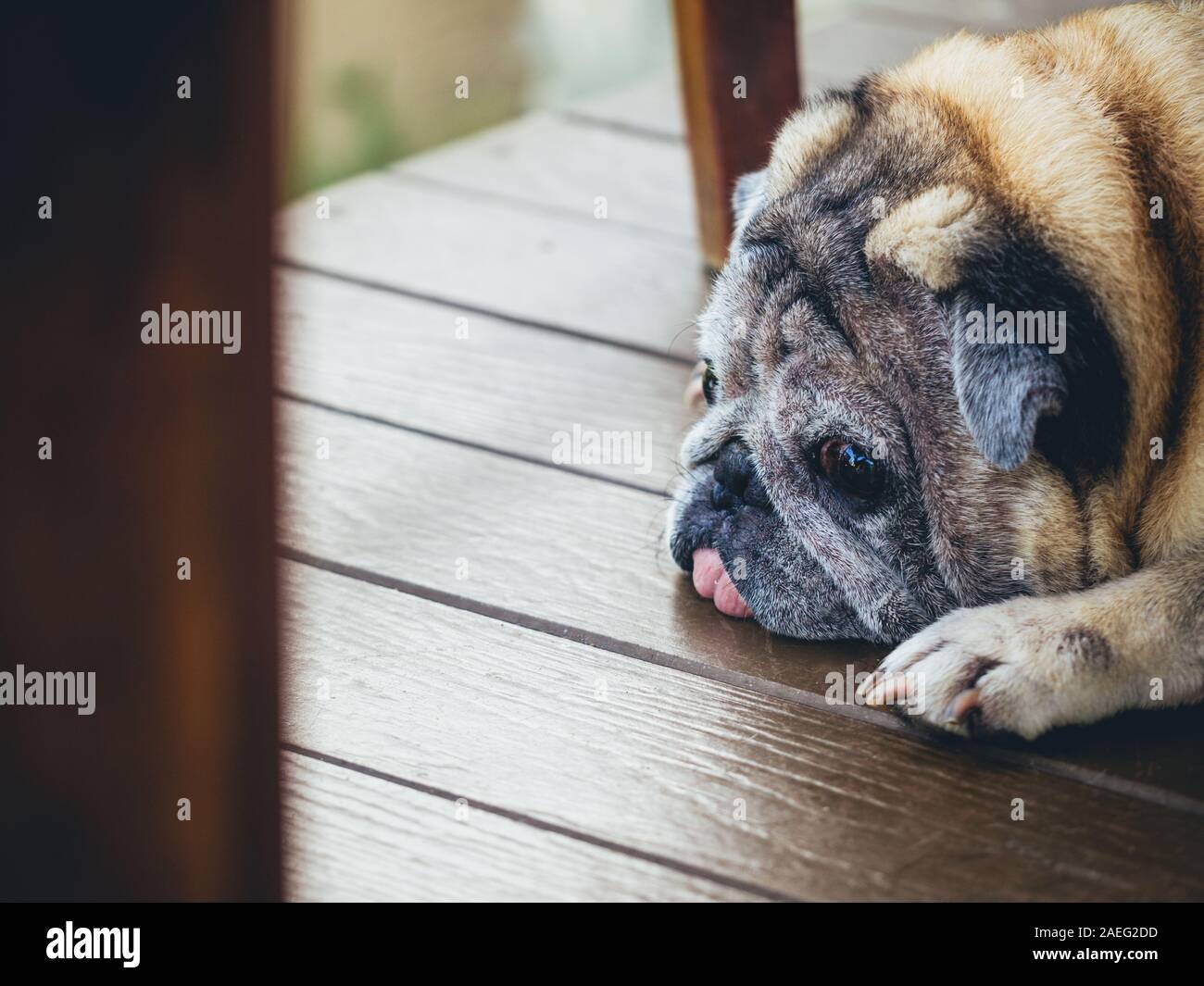 An old pug dog Lying on the balcony of the house, Sad face dog Stock ...