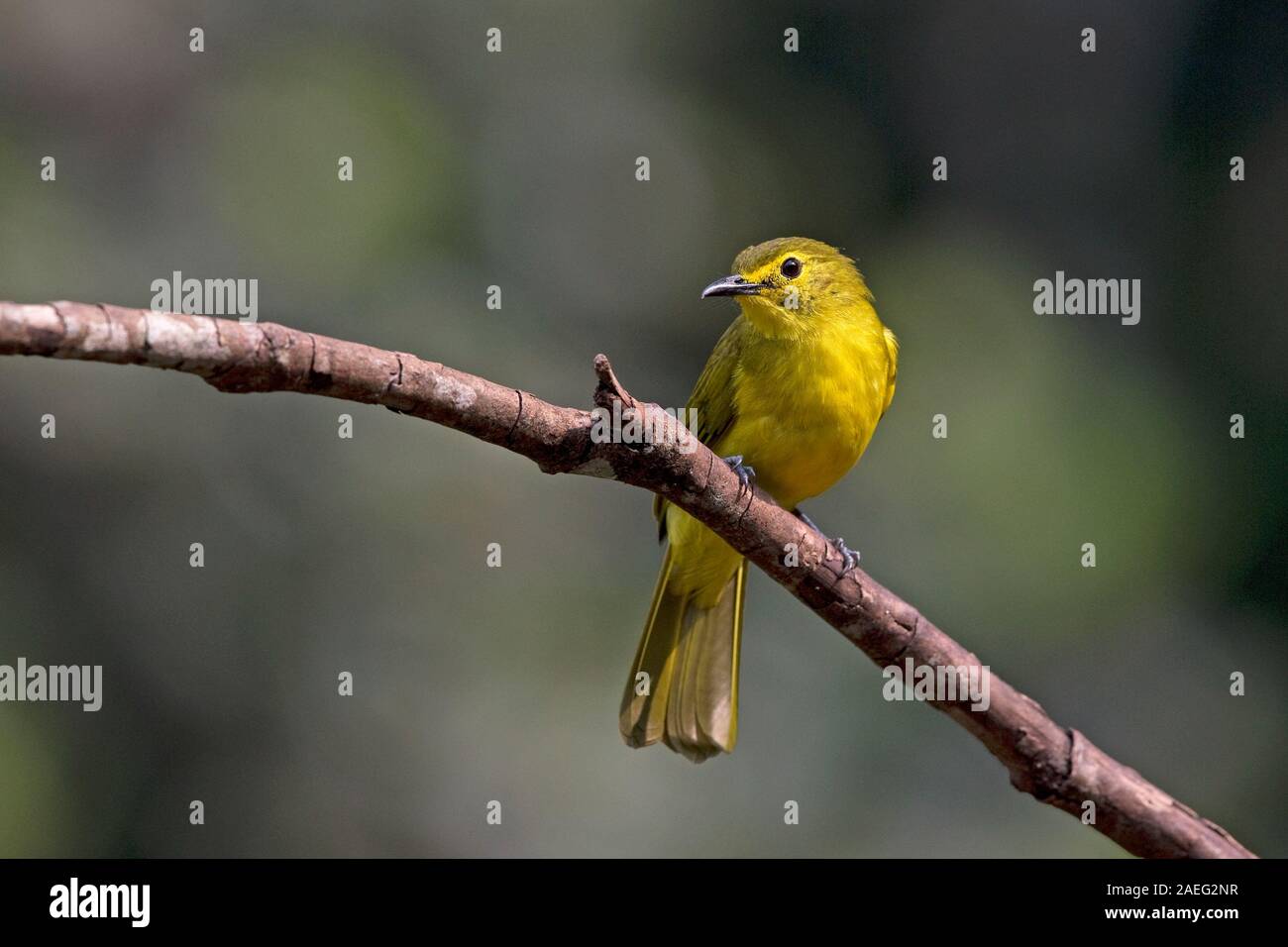 Yellow-browed Bulbul (Acritillas indica Stock Photo - Alamy