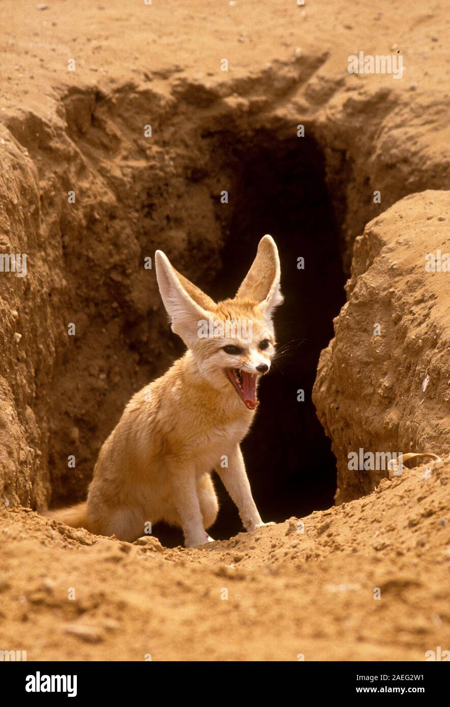 Fennec fox, (Vulpes zerda) near its burrow , Photographed in Israel ...