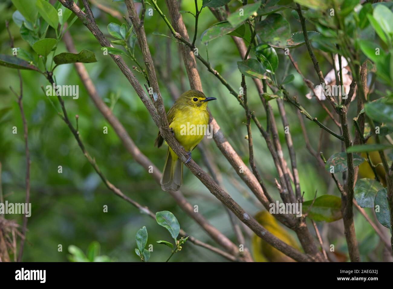 Yellow-browed Bulbul (Acritillas indica Stock Photo - Alamy