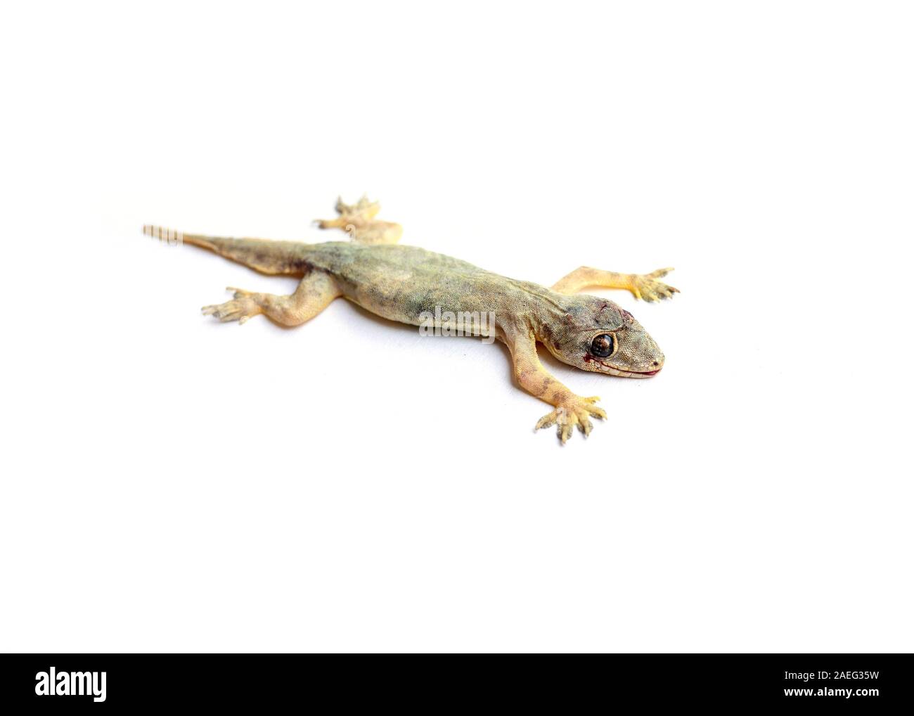 Brown lizards Cut Out Stock Images & Pictures - Alamy