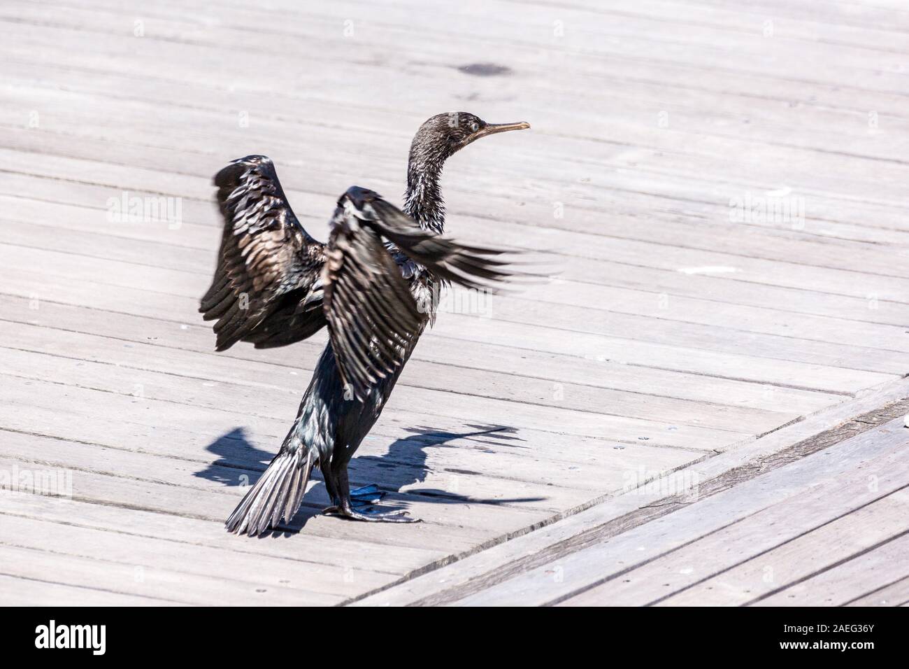 A Cape Cormorant (Phalacrocorax capensis) wags its wings to dry them ...