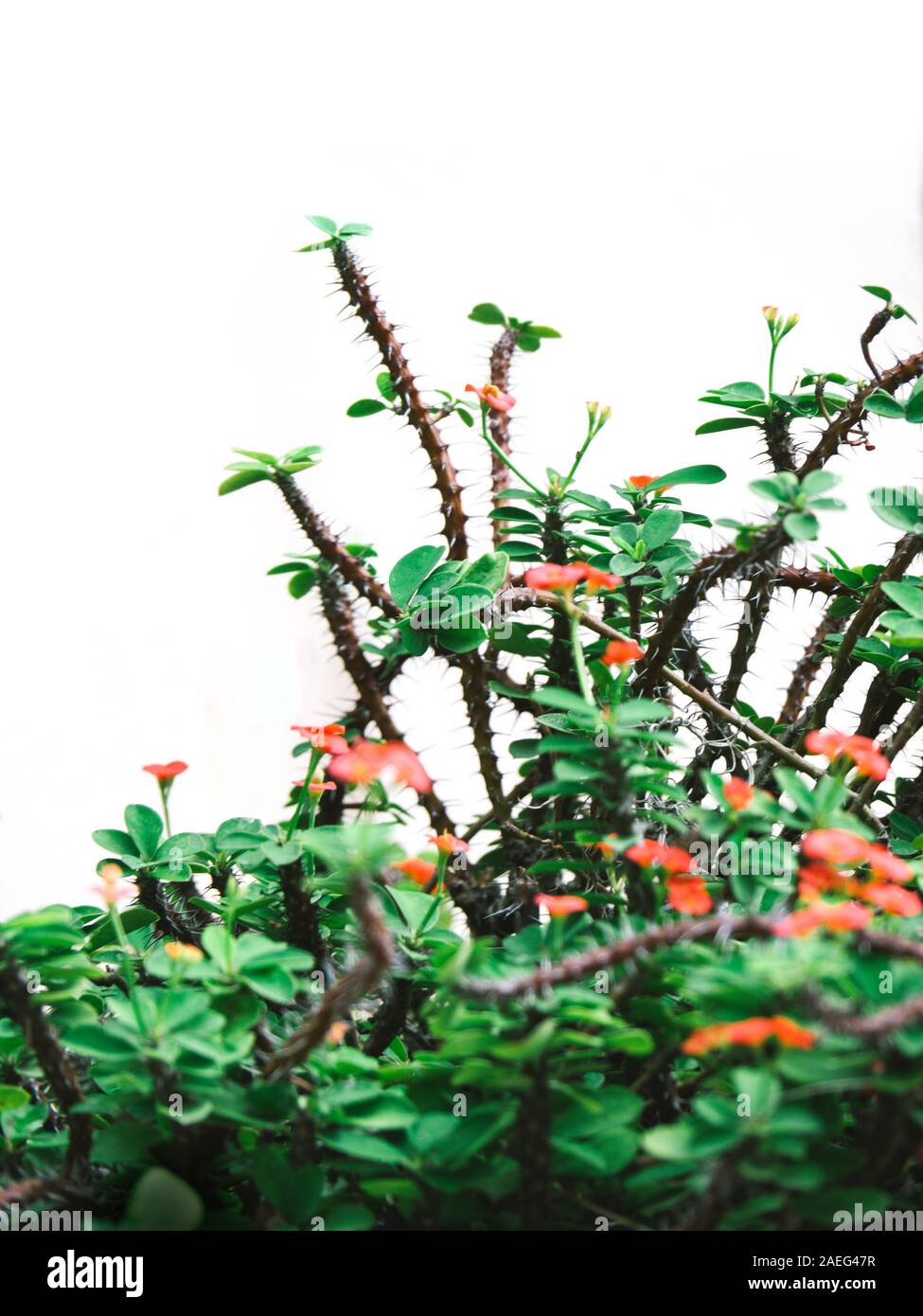 Poi Sian Flower,on white background, Red Poi Sian, Small Flower, chok ...