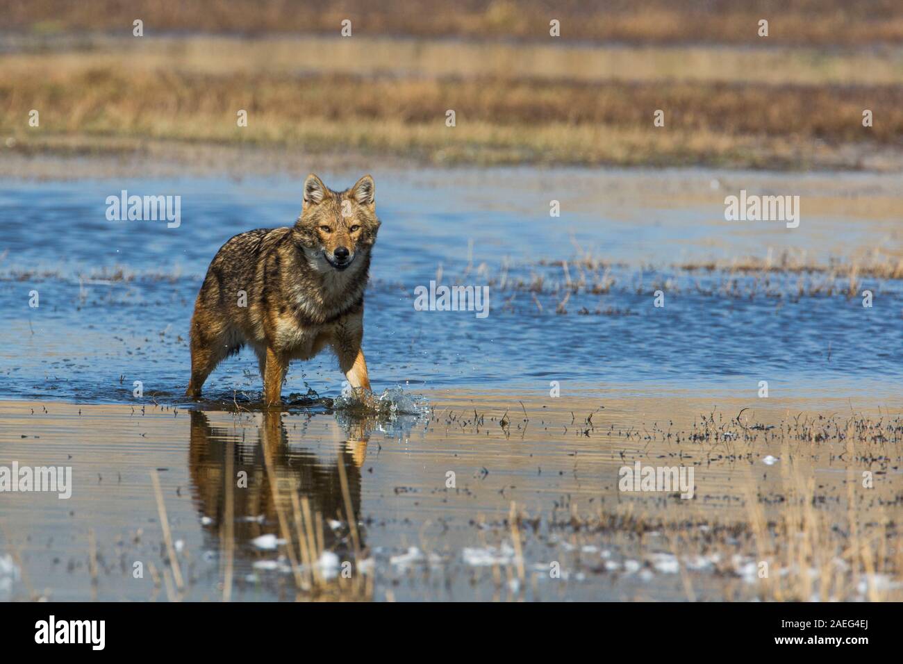 Golden Jackal (Canis aureus), also called the Asiatic, Oriental or ...