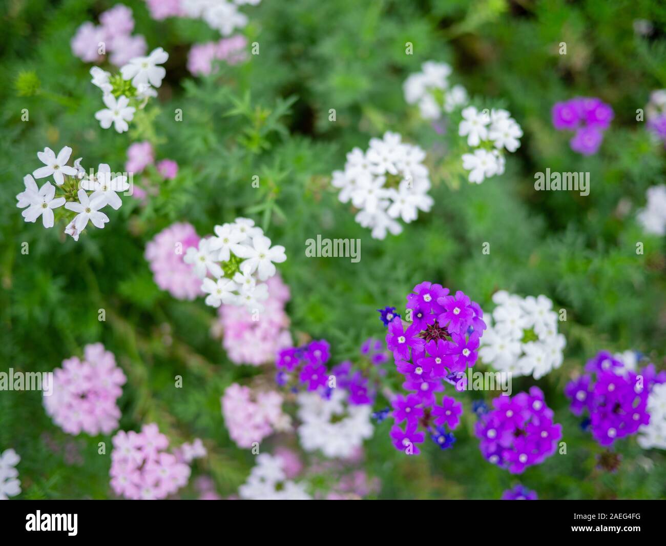 Purple Lantana High Resolution Stock Photography and Images - Alamy