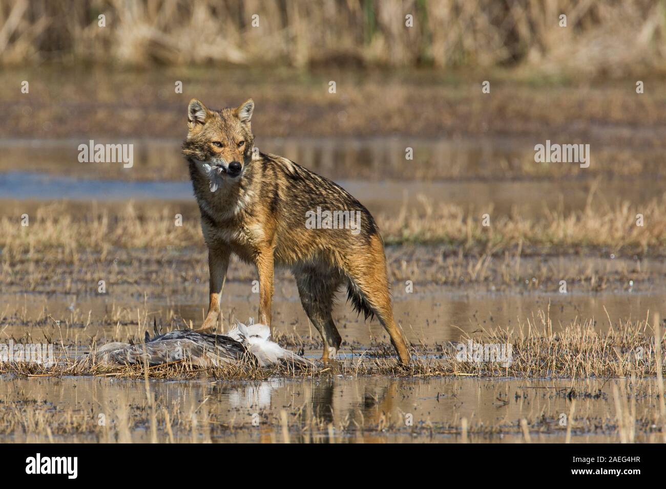 Golden Jackal (Canis aureus), eats a common Crane (Grus grus ...