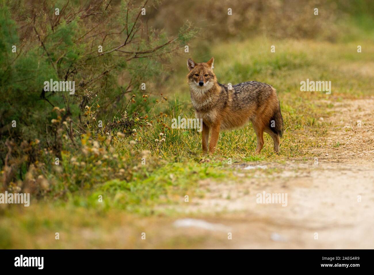 Golden Jackal (Canis aureus), also called the Asiatic, Oriental or ...