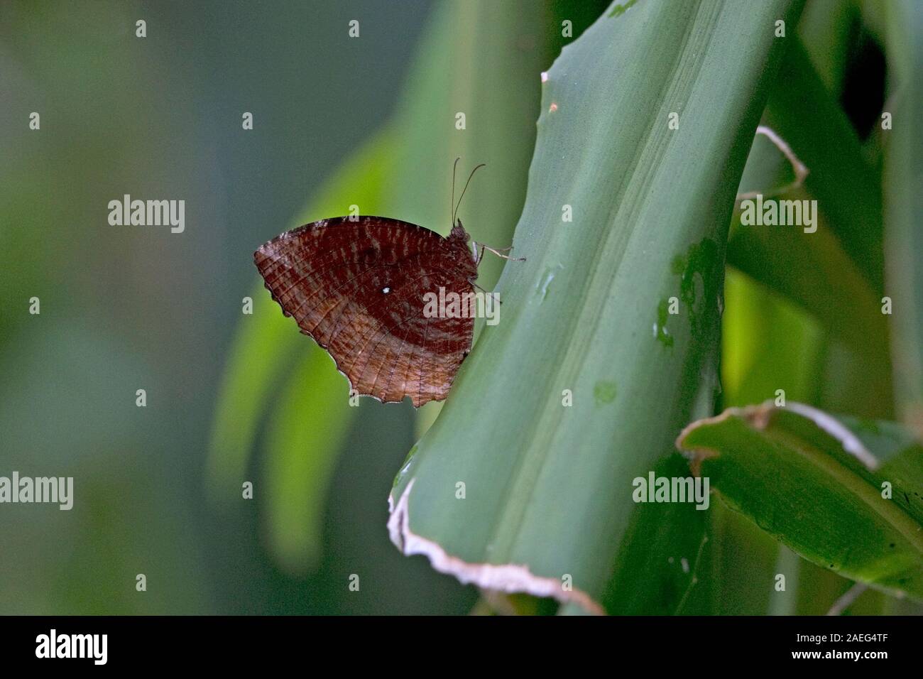 Common Palmfly (Elymnias hypermnestra Stock Photo - Alamy