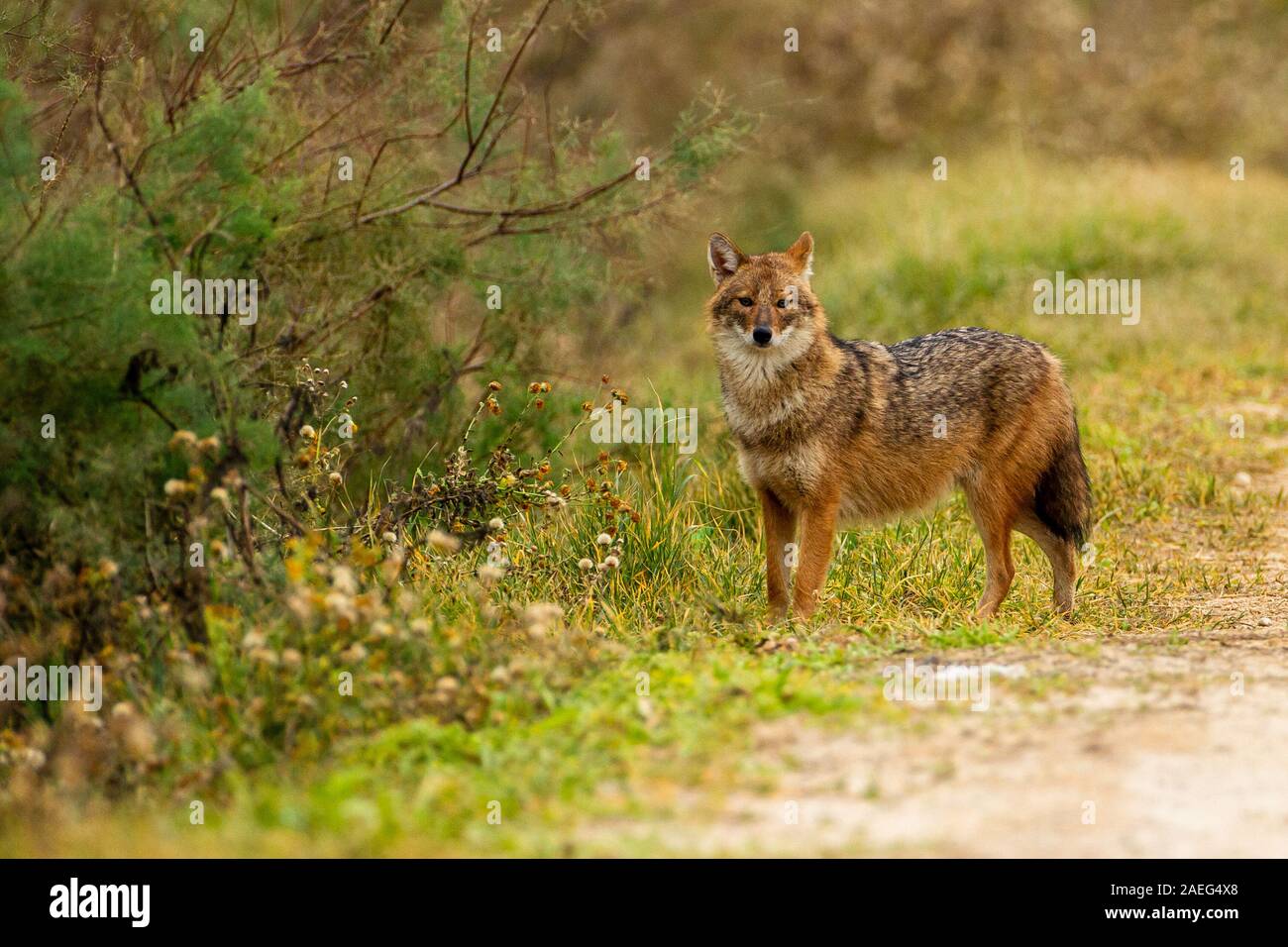 Golden Jackal (Canis aureus), also called the Asiatic, Oriental or Common Jackal. Photographed ...