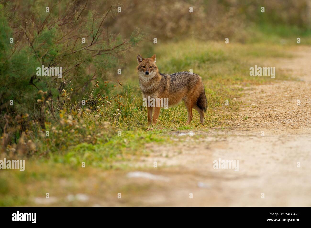 Golden Jackal (Canis aureus), also called the Asiatic, Oriental or Common Jackal. Photographed ...