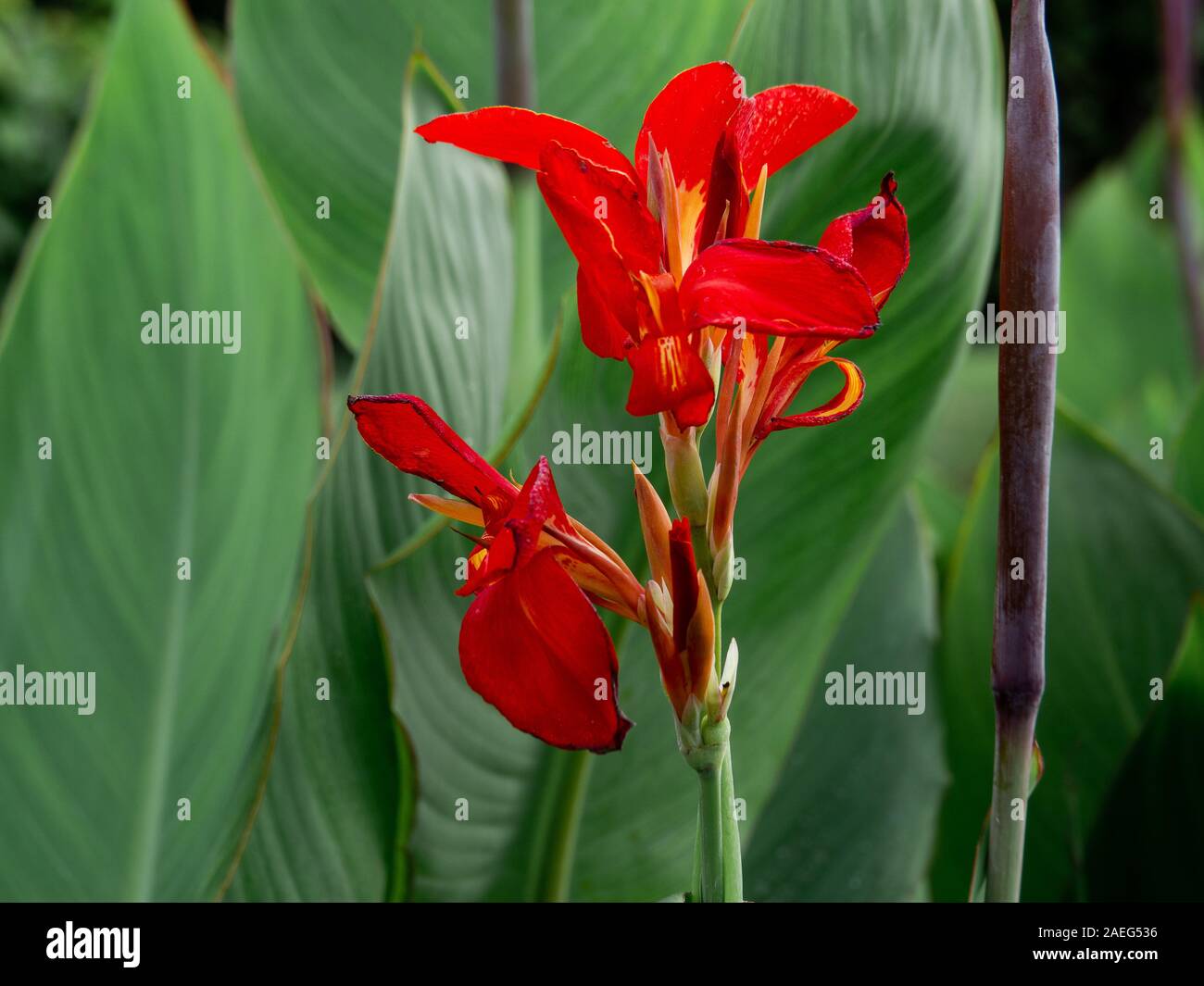 Indian shot or African arrowroot, Sierra Leone arrowroot,canna ...