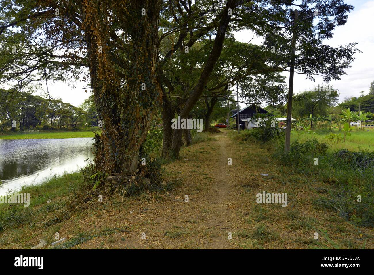 Forested trail Korat plateau, pasakdek Stock Photo - Alamy