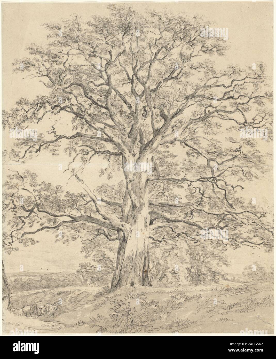 English oak tree painting hi-res stock photography and images - Alamy