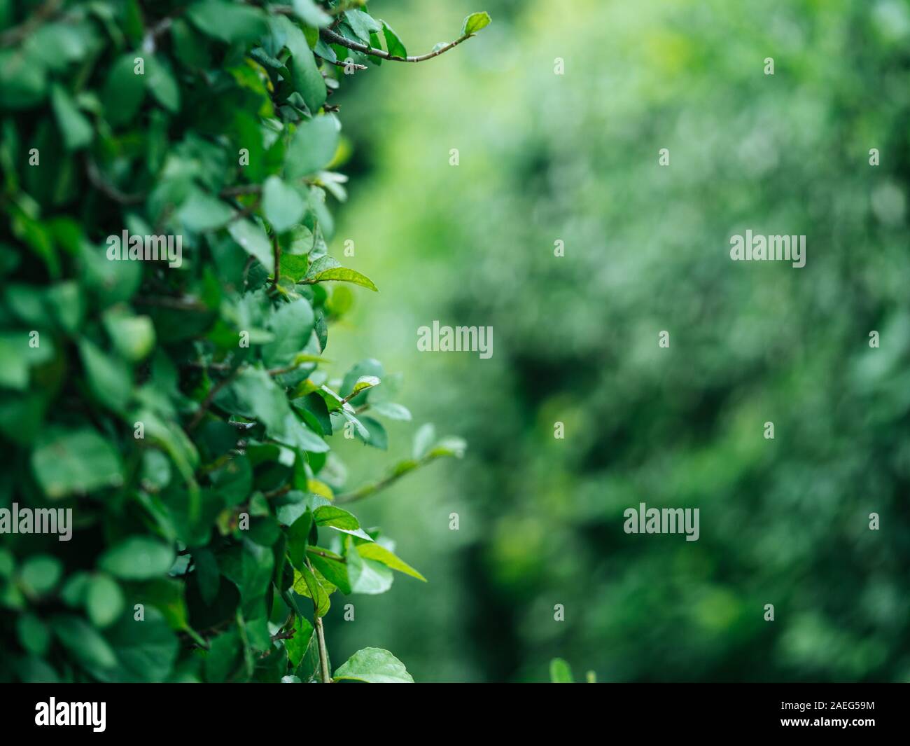 Green tree wall texture for backdrop design and eco wall, Leaves ...