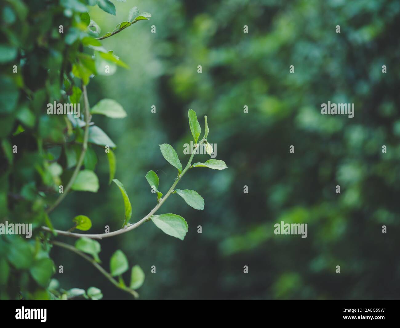 Green tree wall texture for backdrop design and eco wall, Leaves ...