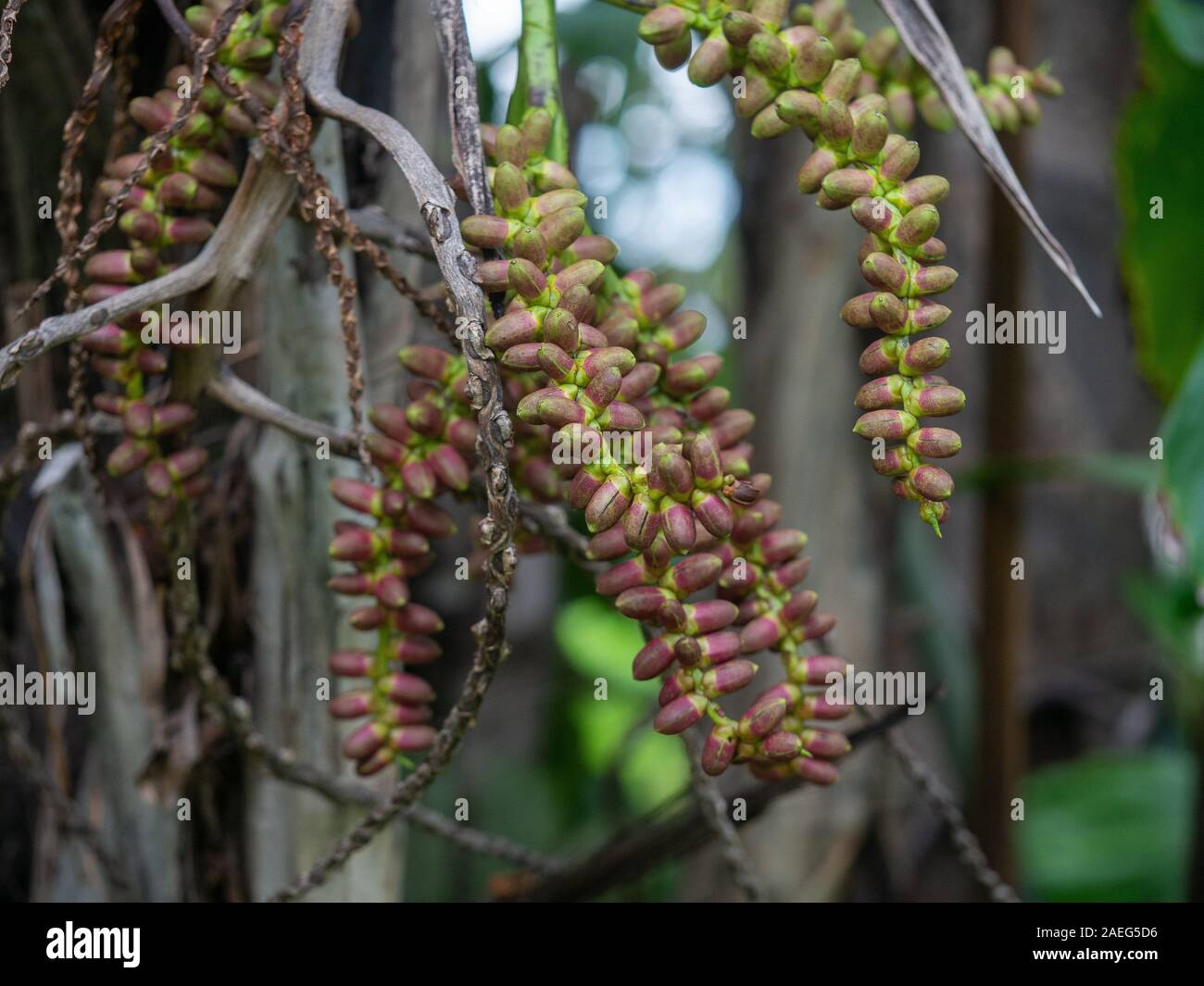 Caryota mitis Lour: is a family of palm trees.Eat as an antipyretic ...