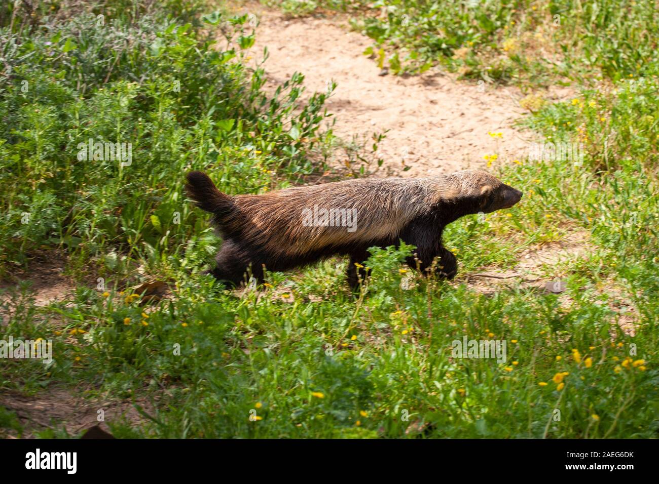 Close up of a Honey badger (Mellivora capensis). The honey badger, also ...