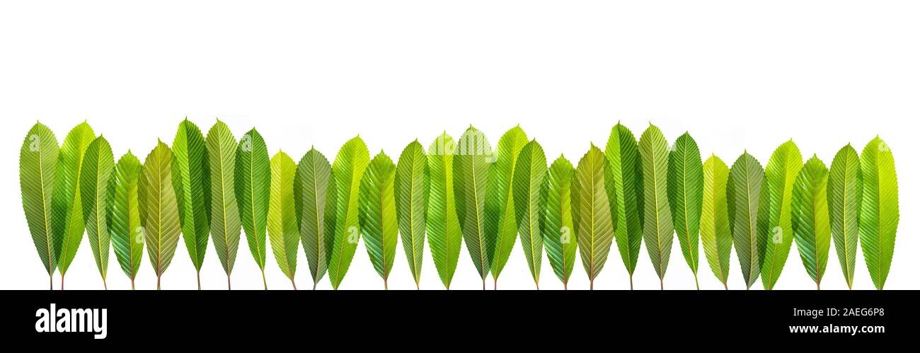 Chalta tree hi-res stock photography and images - Alamy