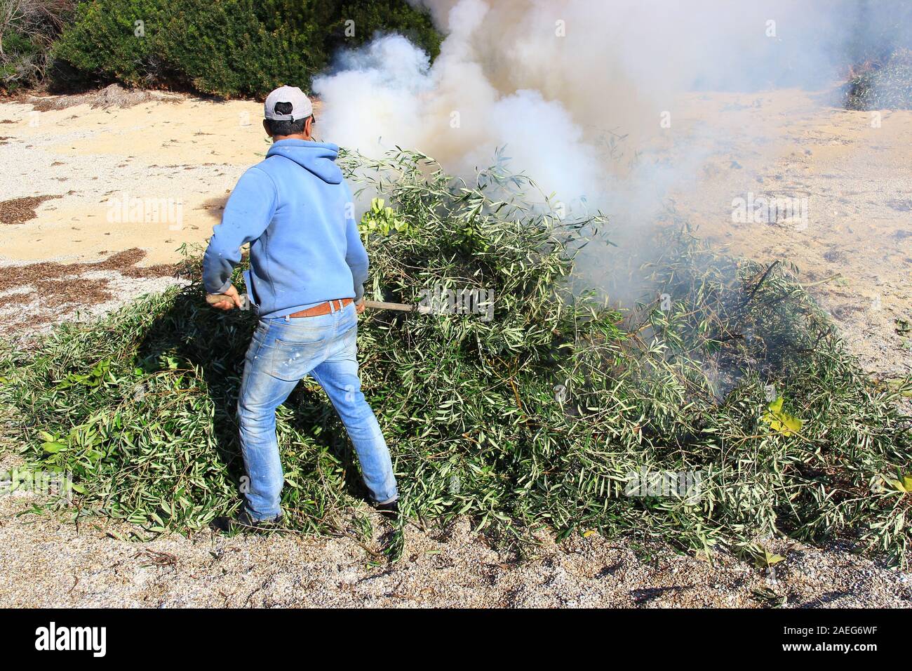 Greek farmer is placing olive tree pruned branches into a burning fire ...