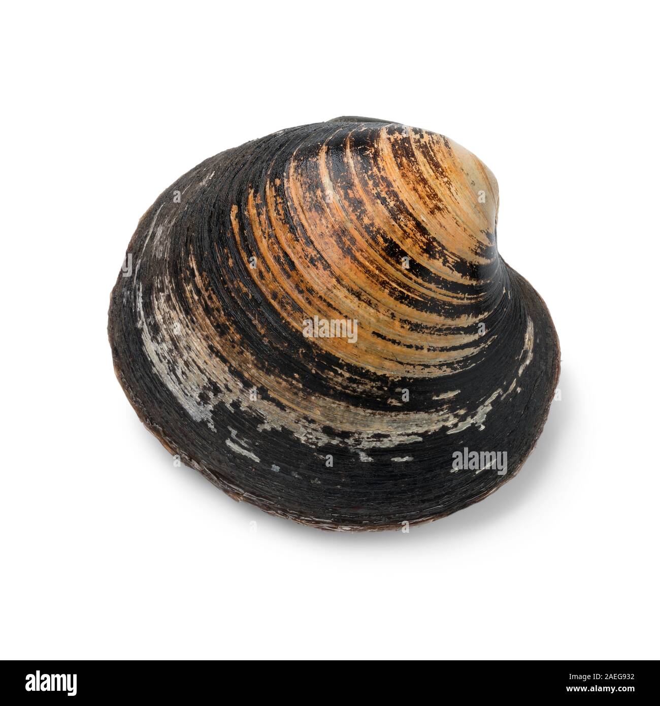 Clam seafood hi-res stock photography and images - Alamy