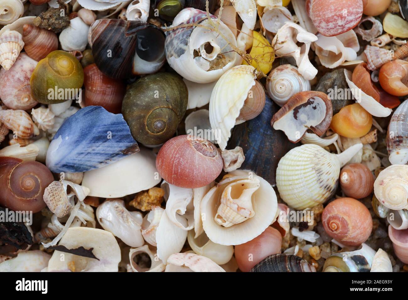 Pile of the shells of molluscs on the beach at low tide Stock Photo - Alamy