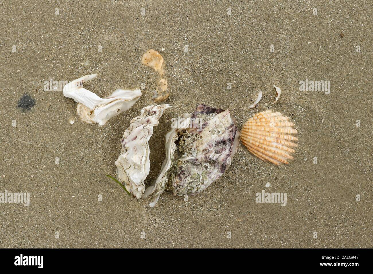 Shells of various molluscs on the sandy beach Stock Photo - Alamy