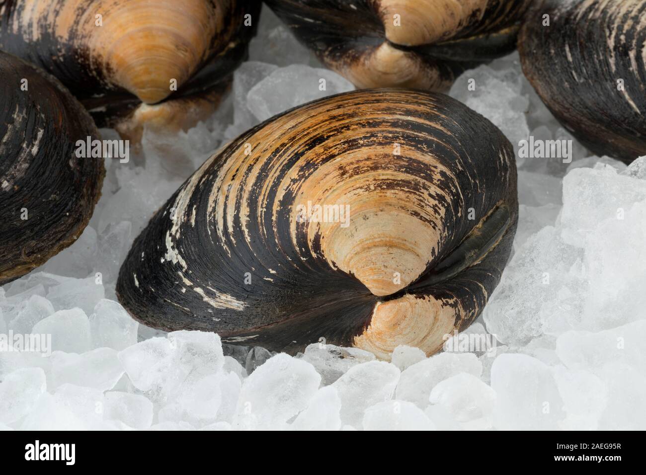 Fresh raw Spisula solida, surf clams on ice close up Stock Photo - Alamy