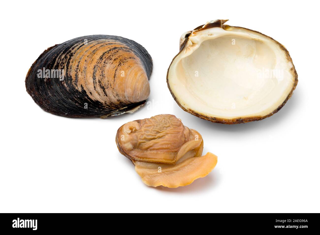 Single fresh cooked spisula solida or surf clam isolated on white ...
