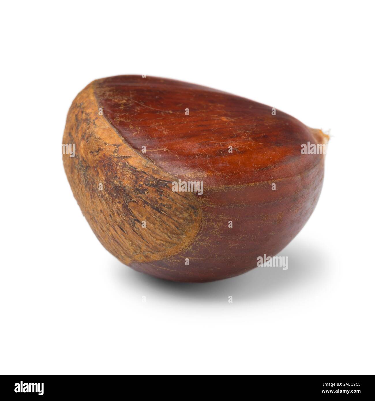 Single whole sweet chestnut close up isolated on white background Stock ...