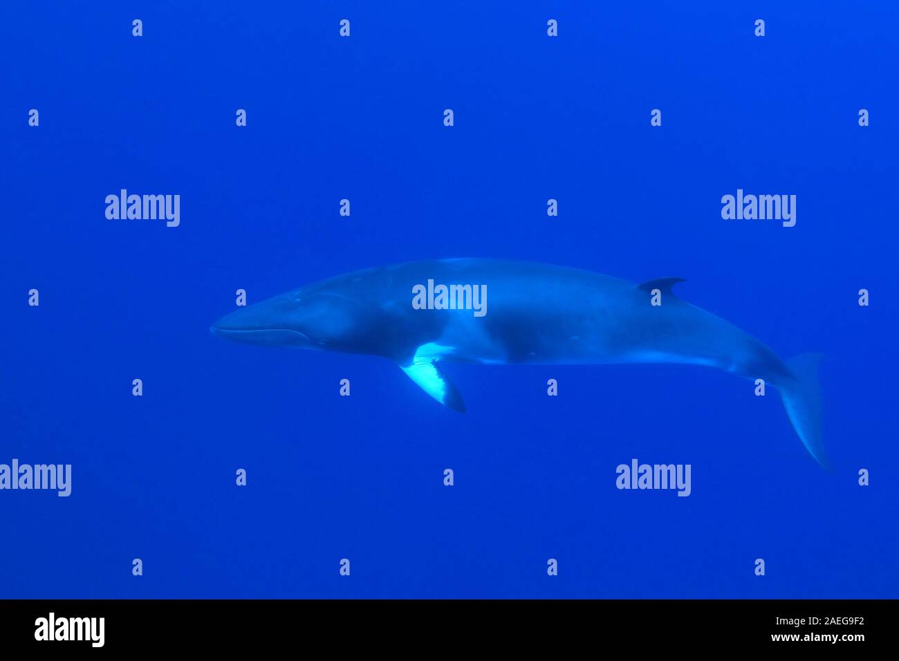 Dwarf minke whale barrier reef hi-res stock photography and images - Alamy