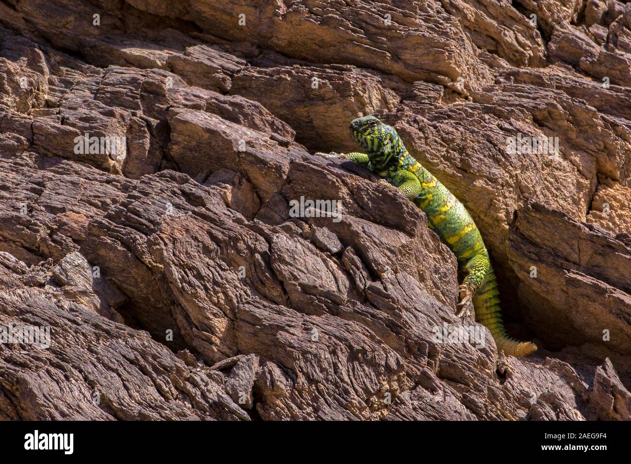 Male Ornate Mastigure (Uromastyx ornata) is one of the most colorful ...