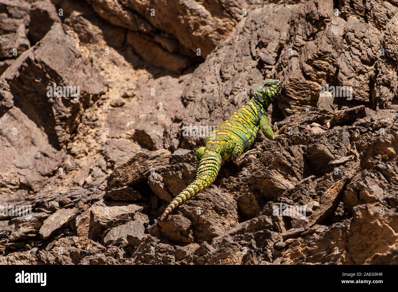 Ornate mastigure uromastyx ornata hi-res stock photography and images ...
