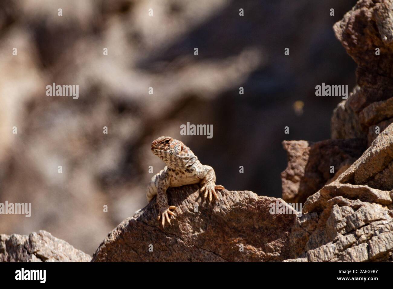 Female Ornate Mastigure (Uromastyx ornata) is one of the most colorful ...
